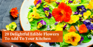 20 Delightful Edible Flowers To Add To Your Kitchen - Mads' Cookhouse