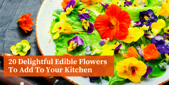 20 Delightful Edible Flowers To Add To Your Kitchen - Mads' Cookhouse