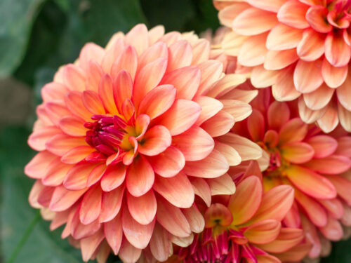 20 Delightful Edible Flowers To Add To Your Kitchen - Mads' Cookhouse