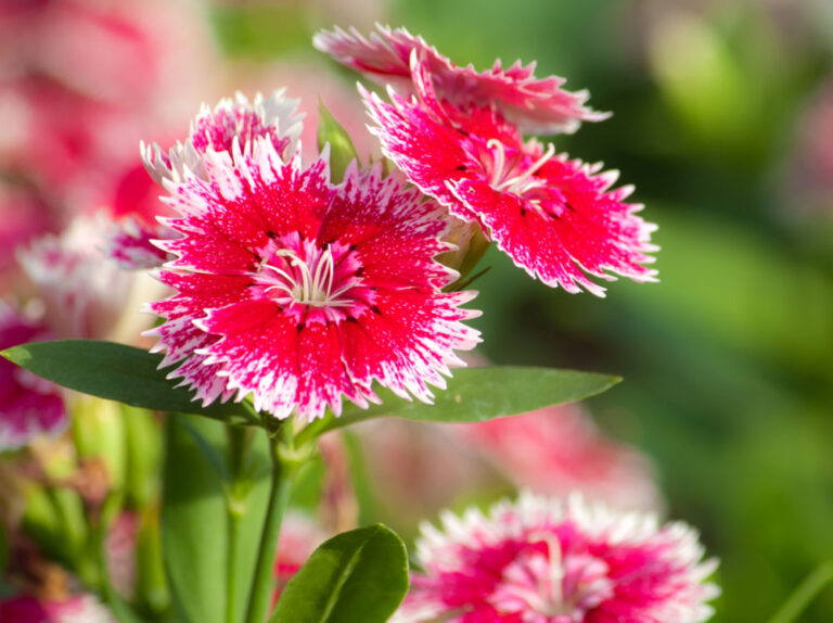 20 Delightful Edible Flowers To Add To Your Kitchen - Mads' Cookhouse