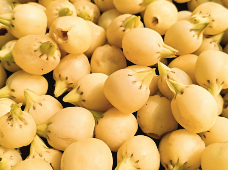 20 Delightful Edible Flowers To Add To Your Kitchen - Mads' Cookhouse